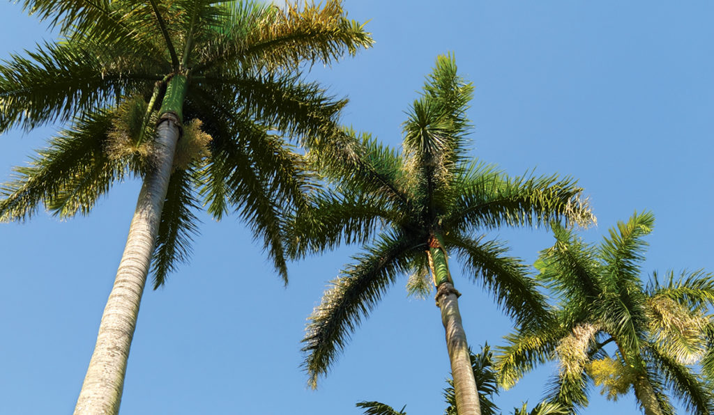 Enjoy A Tour of our Palm Collection – South Coast Plaza